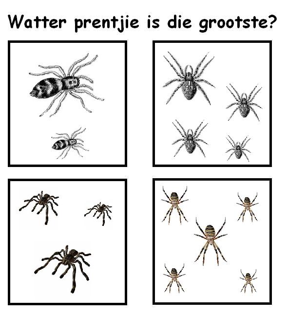 Verbind groot en klein spinnekop met mekaar