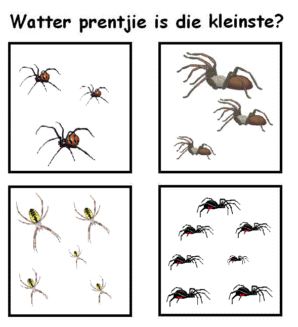 Verbind groot en klein spinnekop met mekaar