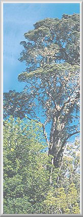 Die geelhoutboom is 'n beskermde spesie in Suid-Afrika. Dit kan tot 40 ...